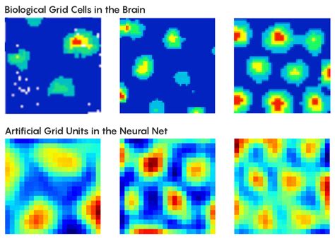Artificial Neural Nets Grow Brainlike Navigation Cells Later On
