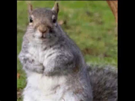 Squirrel Stapler Soundtrack God Is Coming God Is Here Youtube