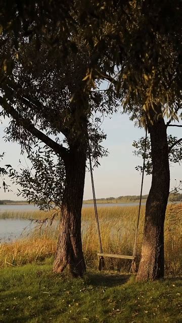 Trees Forest Fog Free Stock Video Pixabay