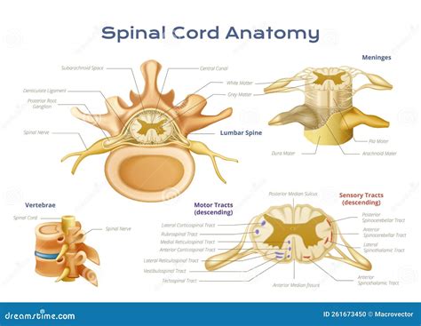 Spinal Cord Anatomy Infographics Coloso