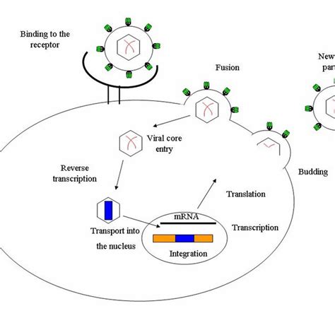 Structure Of The Genome Of A Simple Retrovirus The Viral Rna Contains