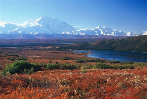 Karakteristik Tundra Iklim Flora Fauna Dan Lainnya