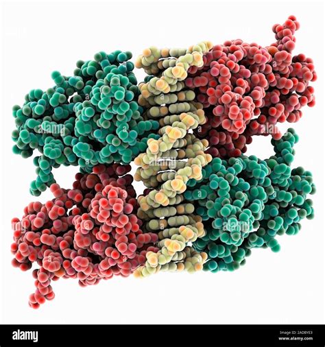 Tumour Suppressor P53 Dna Deoxyribonucleic Acid Complex Computer Model Showing The Tumour