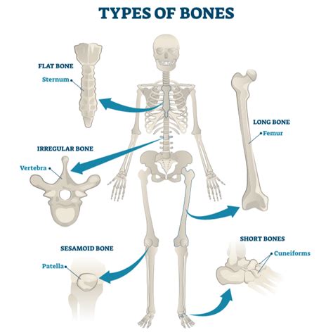 Skeletal System Definitions Classifications And Functions