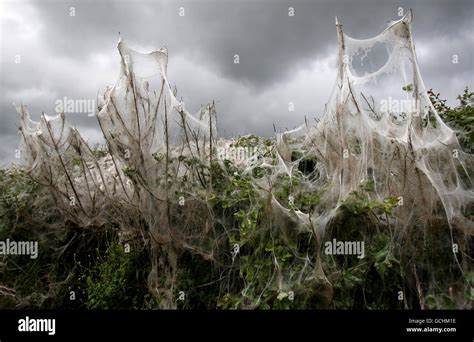Ermine Moth Larvae Silk Webbing Created By Ermine Moth Larvae