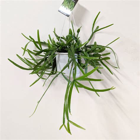 Rhipsalis Micrantha 13cm Pot Plantsmith Indoor Plants