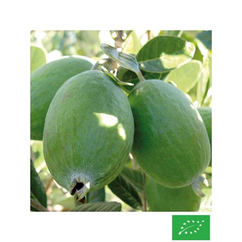 Feijoa