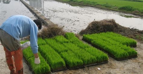 노동력 극적 절감 장성군 육묘상자처리제 지원 호평 노동력 극적 절감 장성군 육묘상자처리제 지원 호평