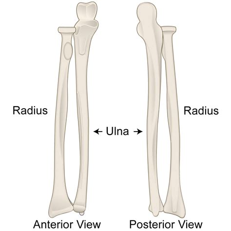 Labeling Radius And Ulna Diagram Quizlet
