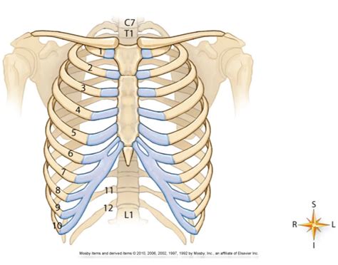 rib cage test review quiz