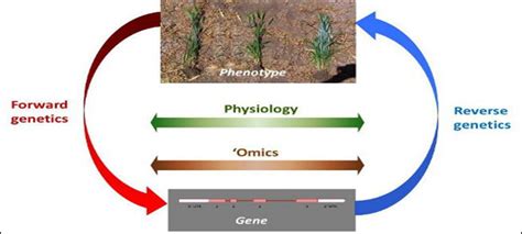 Forward And Reverse Genetics Approaches In Functional Genomics