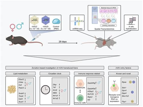 Spatial Transcriptomics And Single Nucleus Rna Sequencing Reveal Raav2