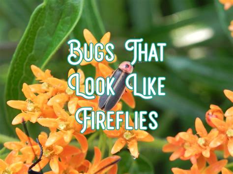 13 Bugs That Look Like Lightning Bugs With Pictures