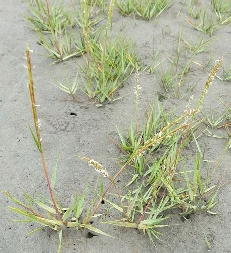 Common Cordgrass Record Digitalnz