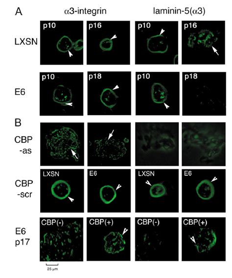 Expression And Distribution Of 3 Integrin And Laminin 5 3 Chain In Download Scientific Diagram
