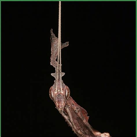 Phylocrania Paradoxa