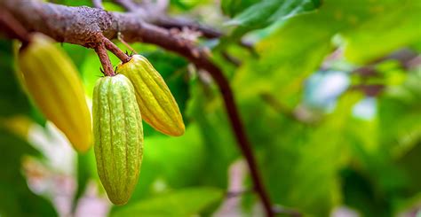 Raw Small Green Cacao Pods Harvesting Growing Cocoa Fruit Hanging On A