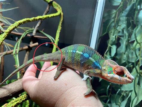 sexing juvenile panther chameleon chameleon forums