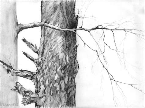 Tree Series Click To See All Images On Behance