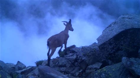 ლაგოდეხის ნაკრძალში ფოტომახემ აღმოსავლეთ კავკასიური ჯიხვი დააფიქსირა Youtube