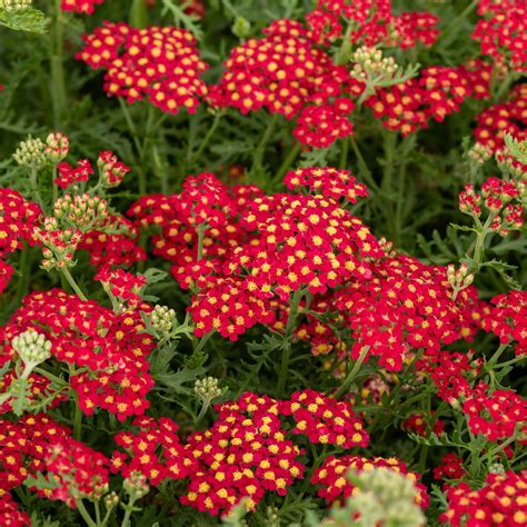 Krwawnik Pospolity Paprika Achillea Millefolium Paprika P11