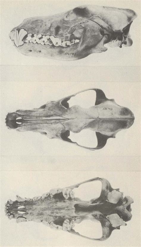List Of Extinct Wolves From Dire Wolf To The Japanese Wolf