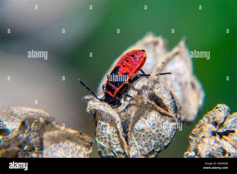 Firebug Adult And Nymf Stock Photo Alamy