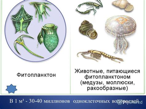 Презентация на тему: "Общая характеристика водорослей. План урока: 1 ...
