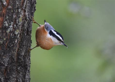 Red Breasted Nuthatch — Southern Wisconsin Bird Alliance