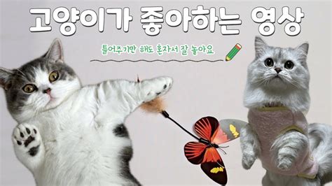 직접 만들어 본 고양이가 좋아하는 영상 🐈 고양이가 좋아하는 소리🐈 1시간 30분 연속 재생 외출할 때 틀어주면 좋아하는 영상 Favorite Videos Cats