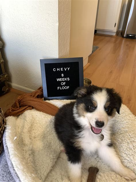 Chevy’s been home 4 days now and we are so in love with him! He’s such a good boy : r/miniaussie