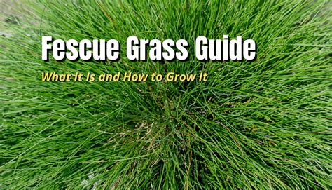 What Is A Fine Fescue Grass At Johnnie Hart Blog