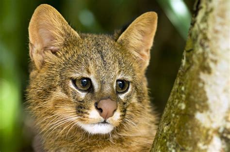 Colocolo Cat Colocolo Cat Leopardus Colocolo Is A Small Spotted