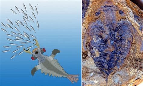 Scientists Discover A 520 Million Year Old Brain Neural Structure