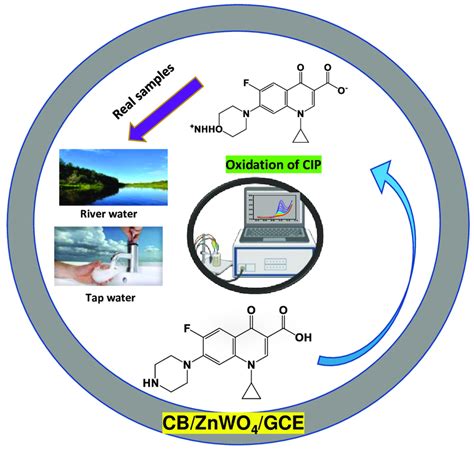 Scheme 1 Graphical Abstract Of Overall Work Of Gce Znwo 4 Cb Download Scientific Diagram