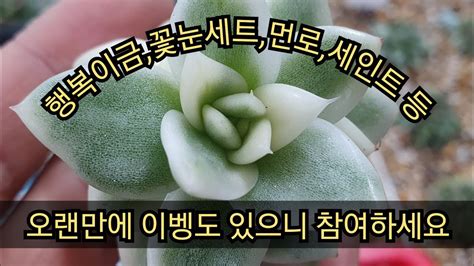 11월 29일 예쁜 꽃눈마리아금 세트 행복이금 등 좋은 아이들 구경해보세요 다육이 다육 다육식물 다육이금 다육이키우기 금다육 금다육이 Youtube