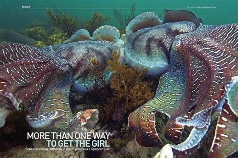 Mating Season The Australian Giant Cuttlefish Underwater360