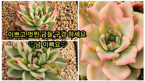 4월13일 멋찌고 이쁜 금들보러오세요♡넘 이뻐요♡ Youtube