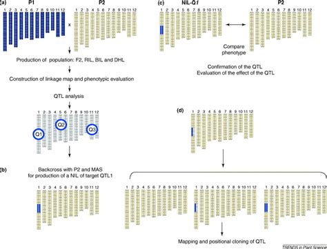 Identification Isolation And Pyramiding Of Quantitative Trait Loci For Rice Breeding Trends In