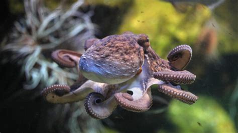 Do Octopus Have Beaks Information And Facts Exotella
