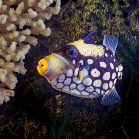 Wiseoceans Creature Feature Clow Triggerfish