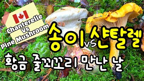 159북미 현지인들의 최고 애정 버섯 인생 첫 샨탈렐황금 꾀꼬리 버섯 영접한 날 송이 버섯과 꾀꼬리 버섯 공통점 및 차이점 전격 비교 분석 캐나다 야생 식용약용