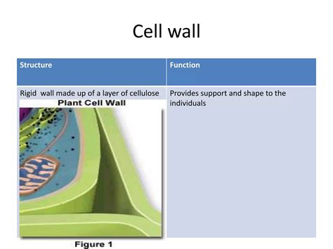 Igcse Unit 1 Cell Pptx
