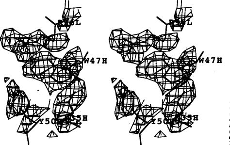 Table 1 From Crystal Structure Of The Antigen Binding Fragment Of The Murine Anti Arsonate