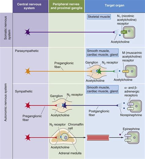 Sympathetic Preganglionic Fibers Release Which Neurotransmitter