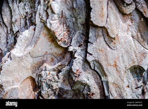 Cedar Bark Hi Res Stock Photography And Images Alamy
