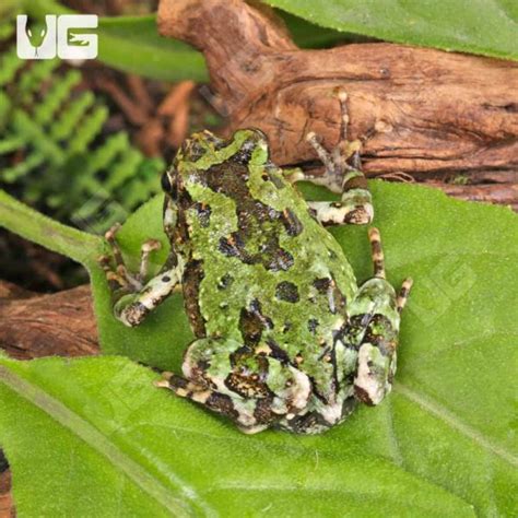 Madagascar Marbled Rain Frog Buy Madagascar Marbled Frog