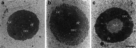 Nucleoli Of Root Meristematic Cells Of Soybean Seedlings Grown At 25 °c