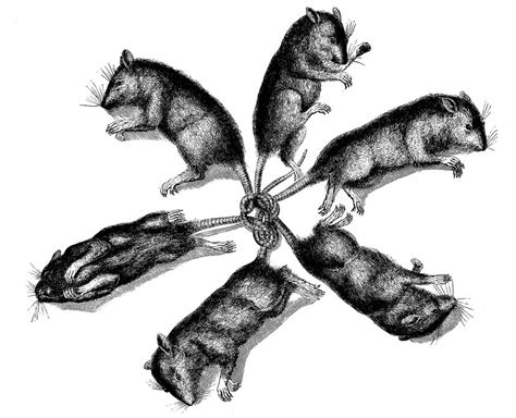 Is The Rat King Real Or Simply An Urban Legend Howstuffworks