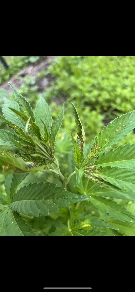 Do I Do Anything Else Besides Doctor Zymes Just Sprayed Them Down R